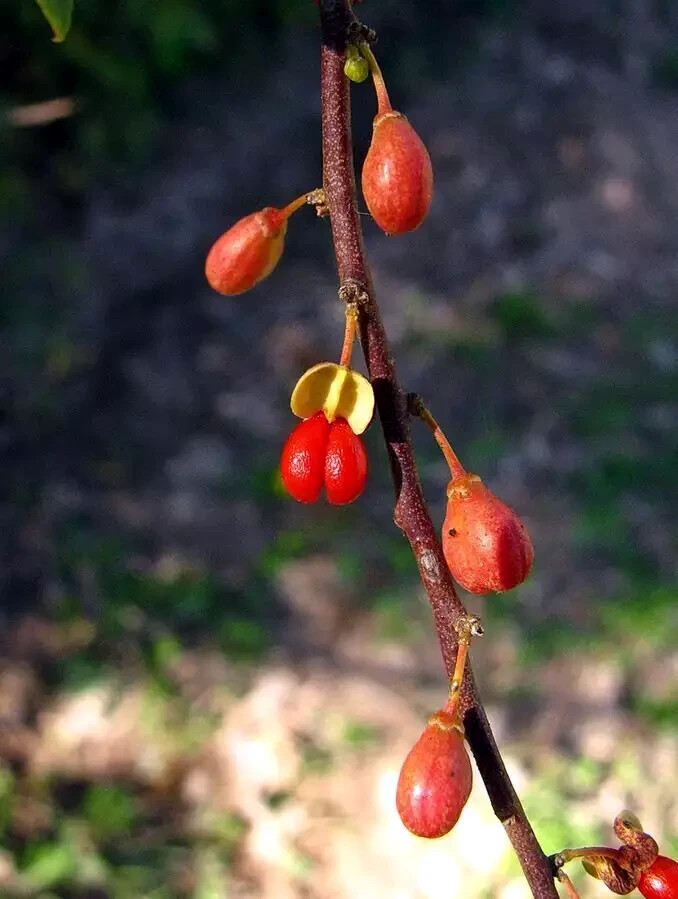 Mayten "Weeping Green Shower" Tree Seeds (Maytenus boaria) Rare Willow ...