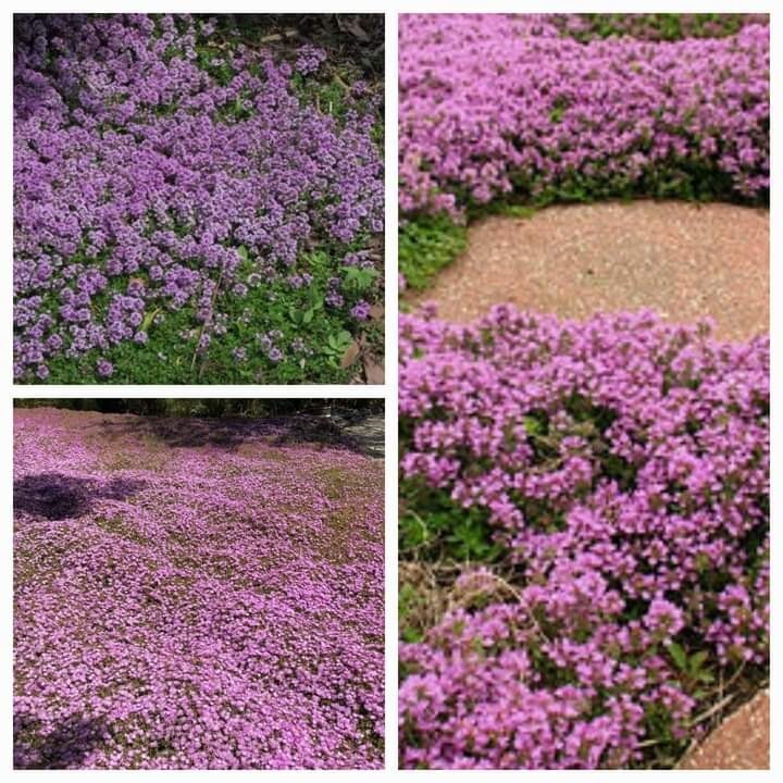 Dwarf Creeping Thyme Seeds, Thymus Serpyllum, Ground Cover, 100 seeds ...