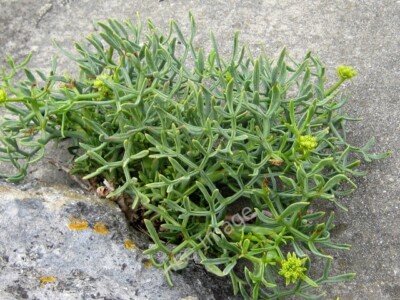 Photo 6x4 Rock Samphire - Chesil Cove Fortuneswell Rock Samphire ...