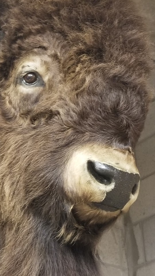 American Bison Trophy Shoulder Mount - Museum Quality | eBay