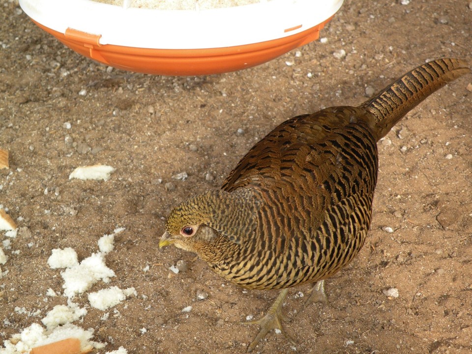 5+ FERTILE RED GOLDEN AND LADY AMHERST PHEASANT HATCHING EGGS. | eBay