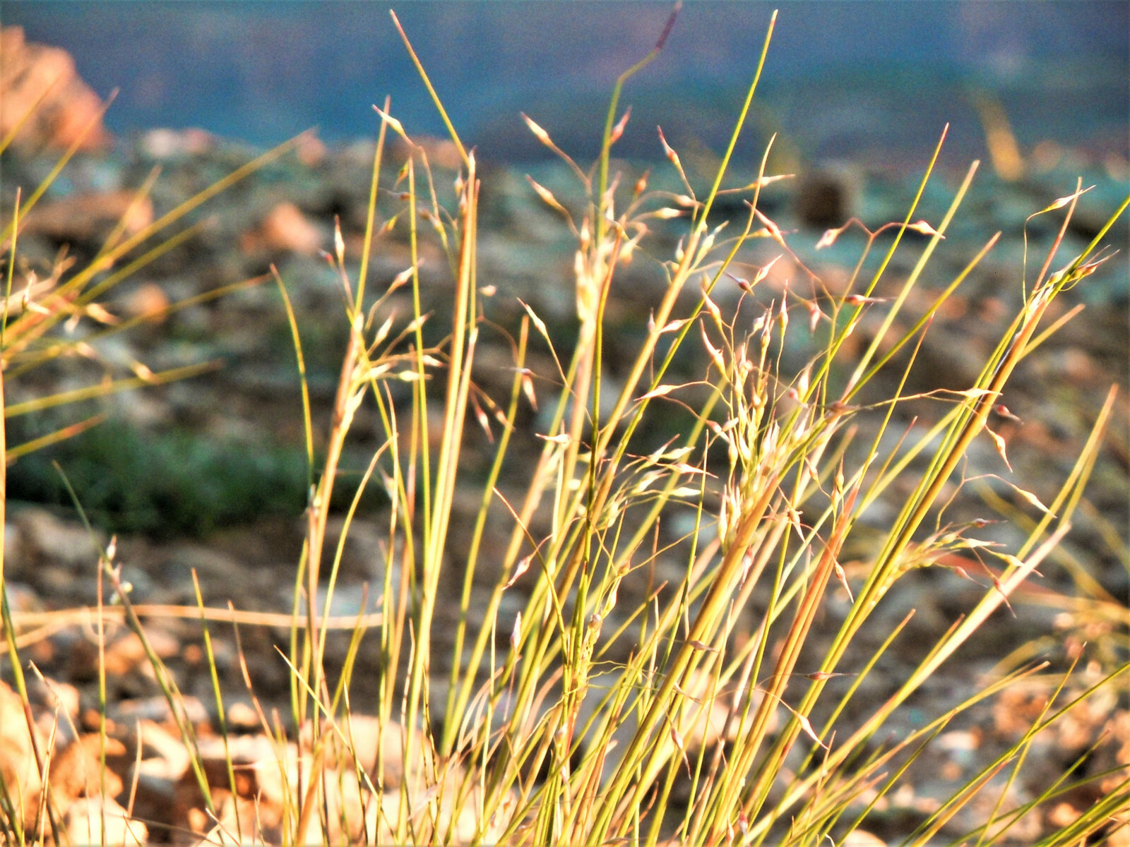 500 INDIAN RICEGRASS Nezpar Oryzopsis Hymenoides Sand Rice Grass Millet ...