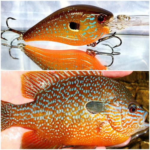 Custom painted 1.5 square bill deep crankbait, hand painted Pumpkinseed ...