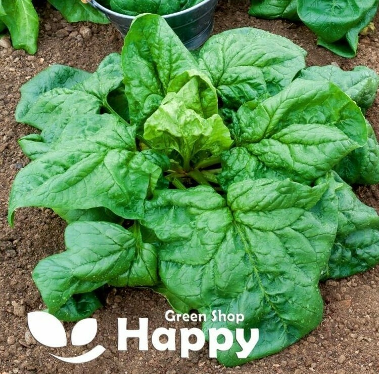 VEGETABLE SEEDS - SPINACH WINTER GIANT - 300 SEEDS - Spinacia ...