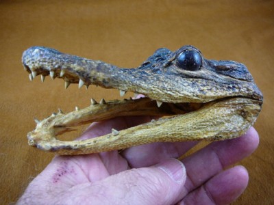 G-Def-294) 4-1/8" Deformed Gator ALLIGATOR HEAD jaw teeth TAXIDERMY ...