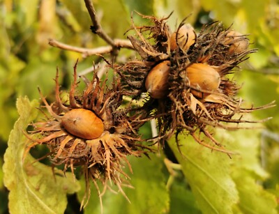 Turkish Hazel Tree CORYLUS COLURNA, Hazelnut, edible, fruit tree plant ...