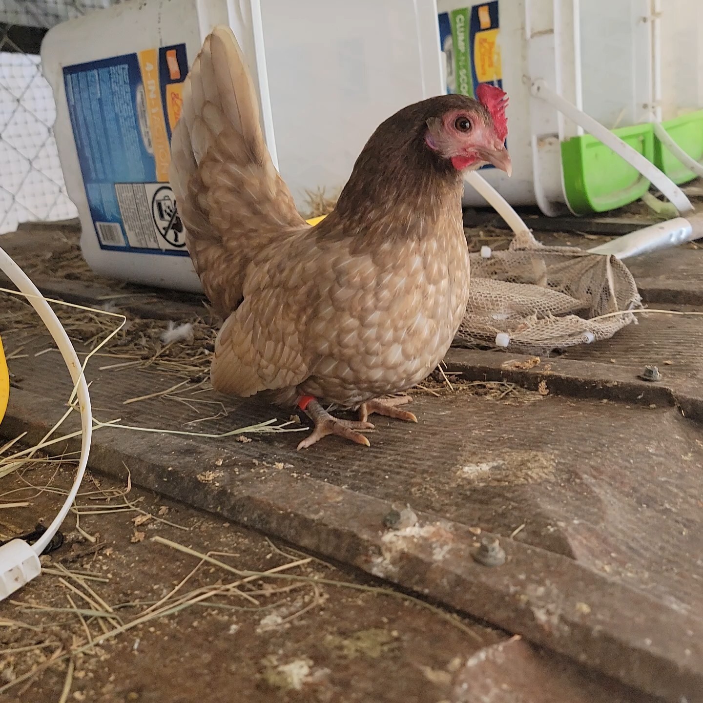 6 Serama Bantam Hatching Eggs 4-H Kikiriki Teacup Chicken | eBay