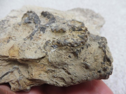 Fossil Chain Coral (Halysites) Wren's Nest (Wenlock Limestone), UK ...