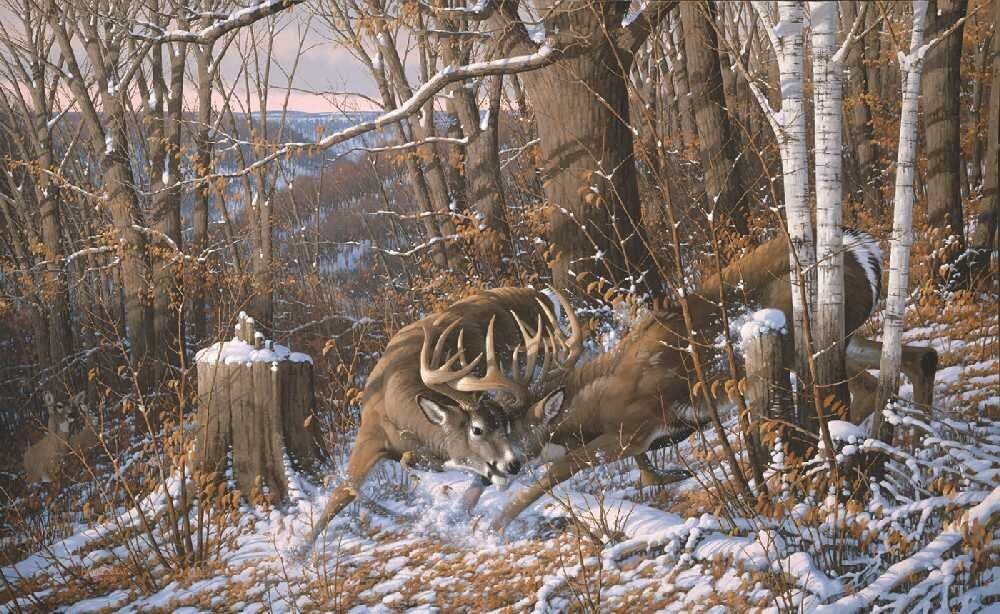Oak Ridge Series - 4 Prints - Whitetail Deer - by Michael Sieve S/N ...