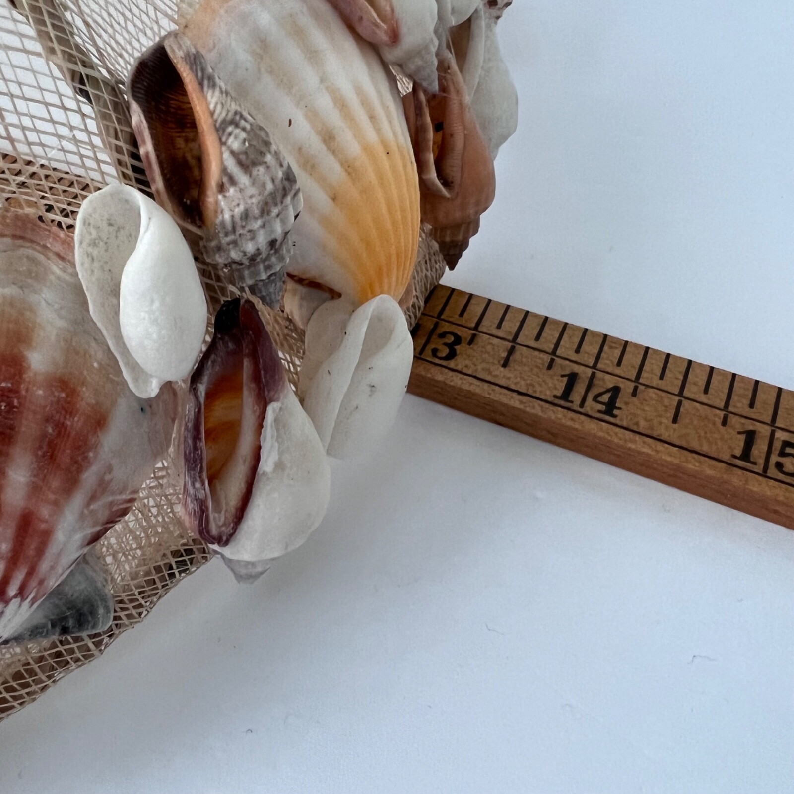 Lot 6 Food Cover Dome Mesh & Shells 13"x8" Beach Coastal Wedding Picnic ...