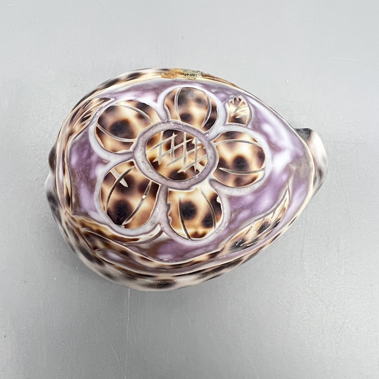 Shells Tiger Cowry Cameo Carved Flower Natural Ocean Cowrie Seashell ...