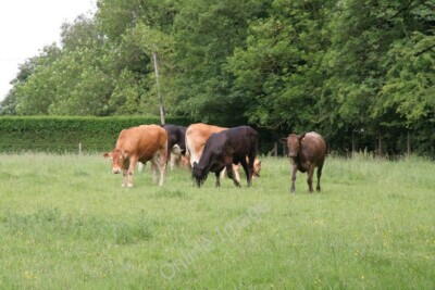 Photo 6x4 Cows near the dam Pitsford Herd of cows in the field by the ...