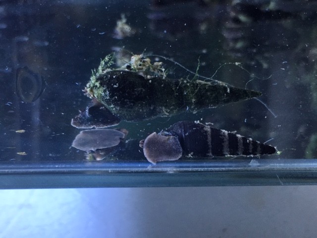 14+ Small Brackish Water Malaysian Trumpet Snails 1/2" Feeder Snails ...