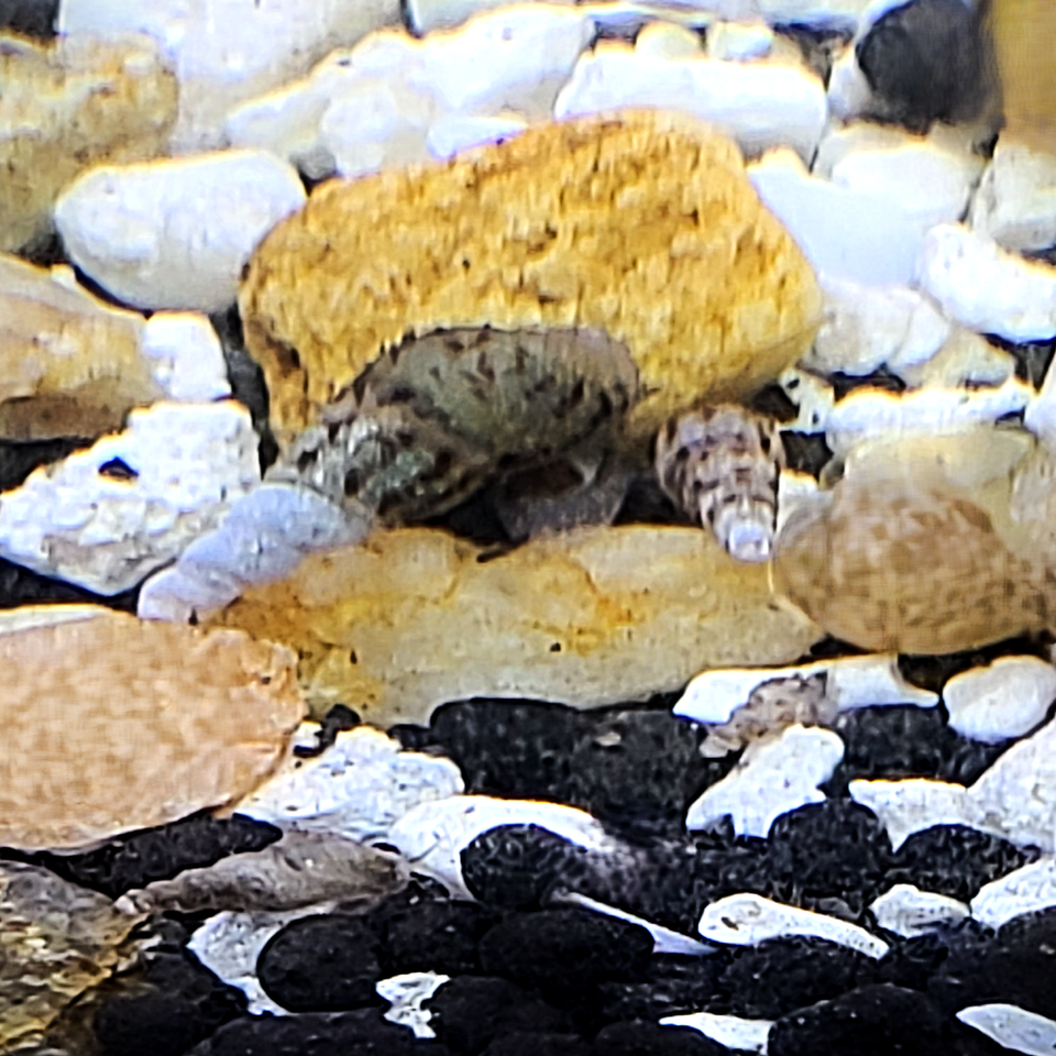 6 Malaysian Trumpet Snails, Melanoides Tub., Freshwater Aquarium Snails ...