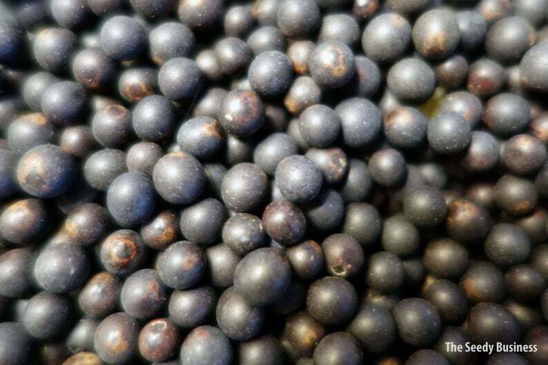 Canna indica Purpurea (Canna Lily, Indian Shot) seeds | eBay