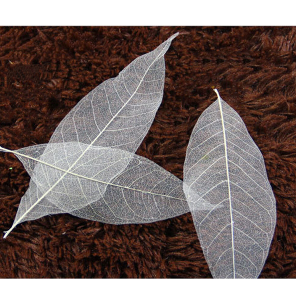 100pcs skeleton leaves natural Skeleton Natural Leaves DIY Leaf Vein | eBay