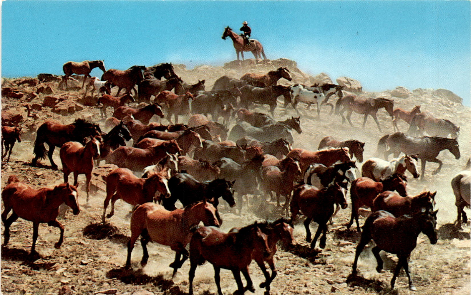 Wild West, horses, roundup, Free Lance Photographers Guild, Dexter Pres ...