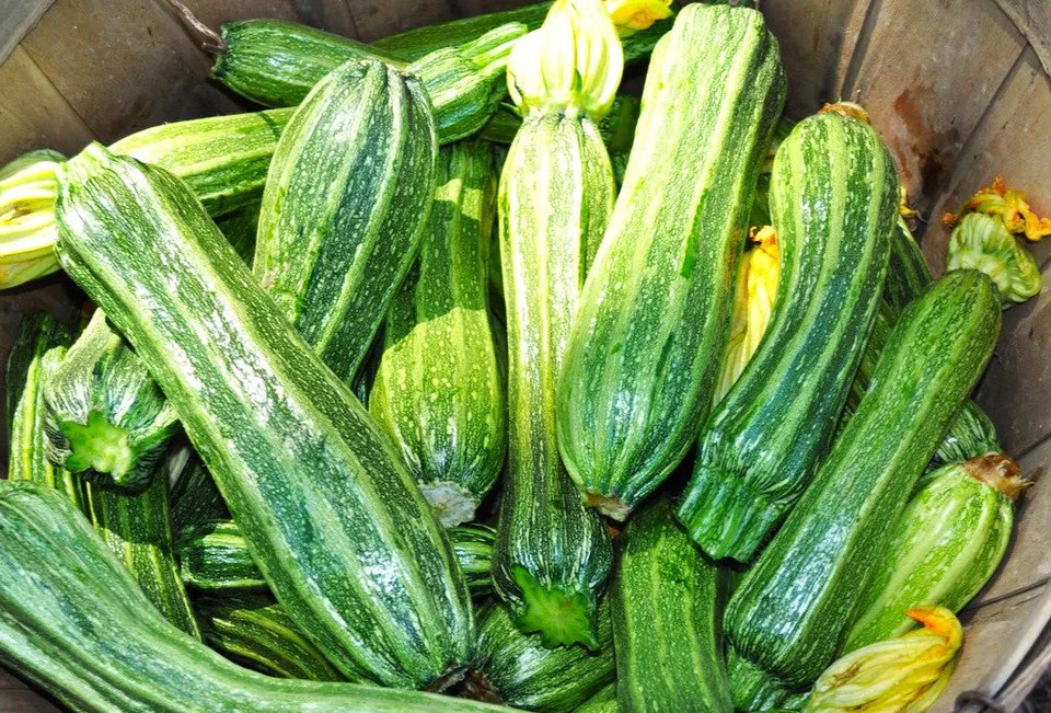 Costata Romanesco Zucchini Seeds - For 2026 Planting Ribbed Italian ...