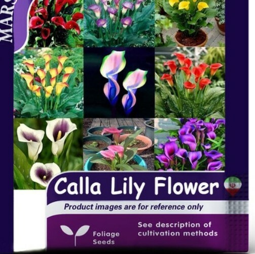 10 Calla Lily Seeds Multicolor Mixed | eBay
