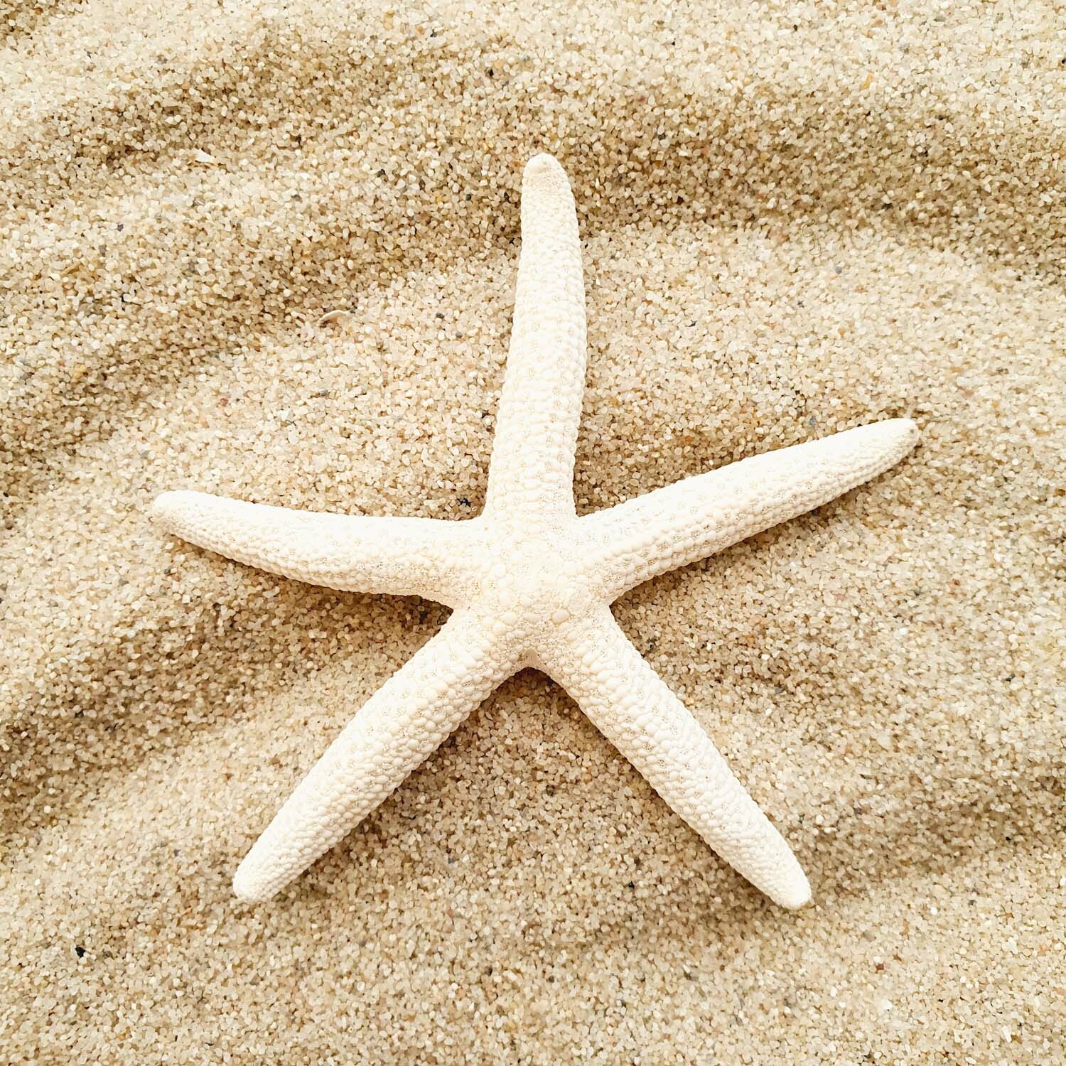 Natural Real STARFISH Star Fish Beach Shell Craft/Resin Art/Terrarium ...