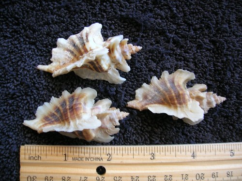 set of 3 PTEROPURPURA TRIALATUS shells CALIFORNIA MUREX 62, 64, and 60 ...