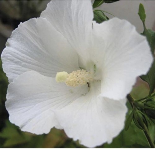 White Hibiscus, Rose of Sharon Live Plant 4-6 Inches Tall, Fully Rooted ...