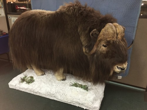MUSK OX FULL BODY TAXIDERMY MOUNT BOONE AND CROCKETT 106. EXCELLENT ...