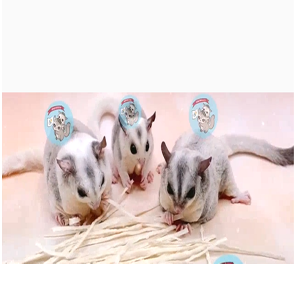 Hamster Teeth Diagram