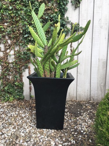 Large Well Rooted Cactus 47 Inches High | eBay