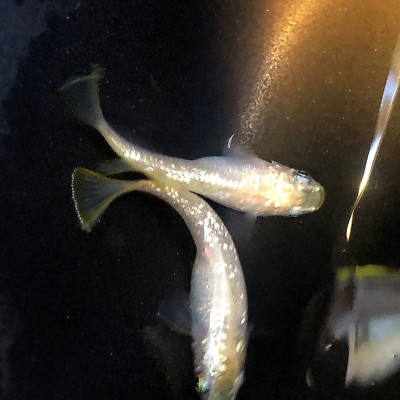 12+5 Free Gold Champagne Fertilized Japanese Medaka Rice Fish Eggs-USA ...