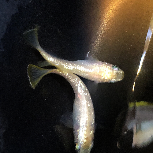 12+5 Free Gold Champagne Fertilized Japanese Medaka Rice Fish Eggs-USA ...