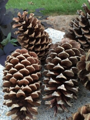 Large Southern Pine Cones Lot of 12, Harvested In Illinois | eBay