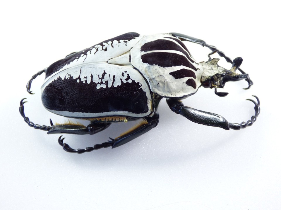 + ENTOMOLOGY, BEETLE: GOLIATHUS REGIUS MALE 91MM COTE D´IVOIRE OLD COLL ...
