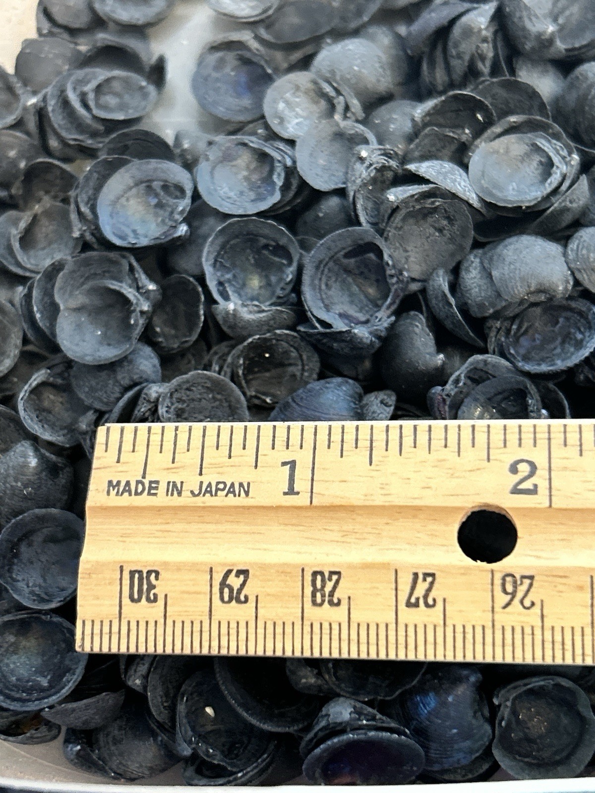 Vintage (1950's)Lot of Dyed BLACK Sea Shells 6+ oz for Crafts or ...
