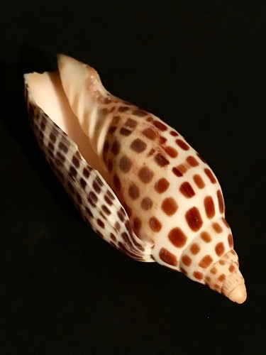 BEAUTIFUL 4+ INCH SCAPHELLA JUNONIA SHELL 107 MM, JUNONIA JUNO VOLUTE ...