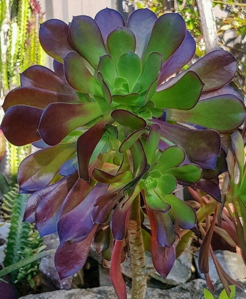 Purple Rose Succulents