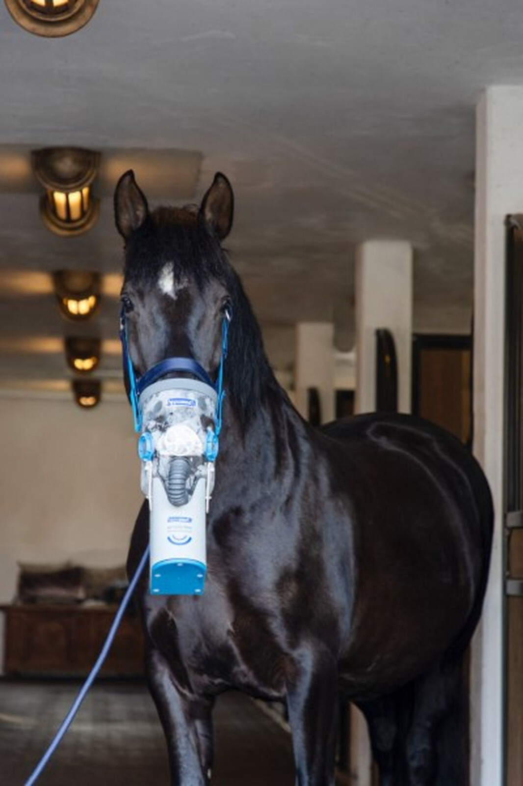 Akku Ultraschall Inhalator für Pferde AirOne Flex Inhalationsgerät ...