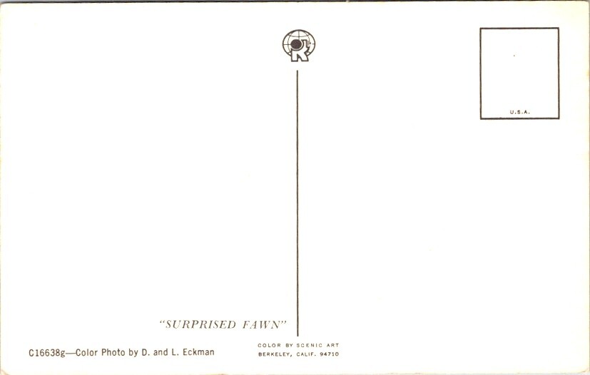 Vintage Postcard Greetings from Gordon Wisconsin WI Whitetail Fawn 1633 ...