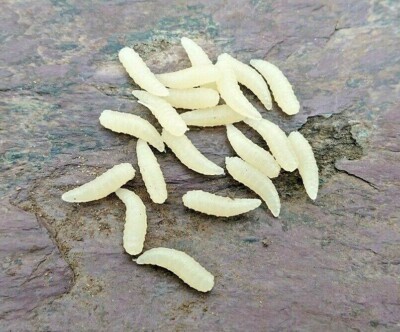 Imitation Fishing Maggots 20 Pack 15mm 0.2g Tough Silicone Rubber Very ...