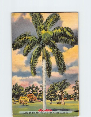 Postcard Glory Of The Tropics at Fort Pierce Florida USA | eBay