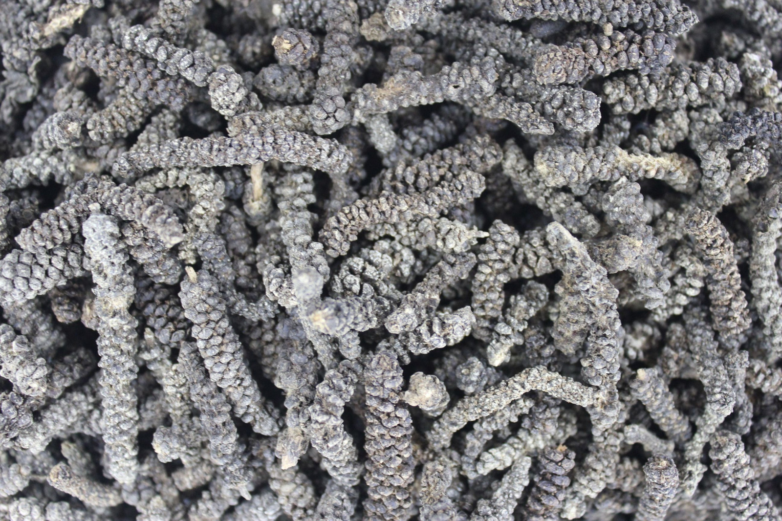 1000Kräuter Langer Pfeffer Langpfeffer 1000 g | eBay.de