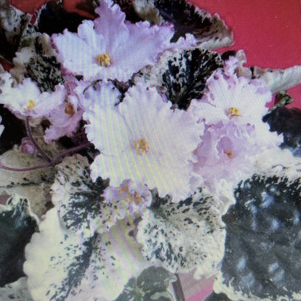 African Violet Starter Plant Willowdene | eBay