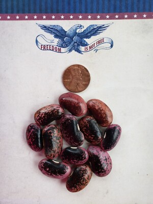 Scarlet Runner Bean Seeds, Heirloom, Non GMO, Organically Grown, 25 ...