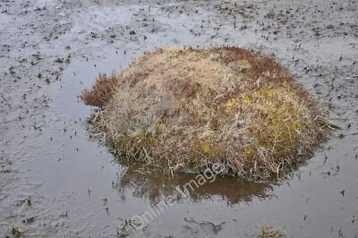 Photo 12x8 Pool in a peat bog near Forsinard A typical shallow pool ...