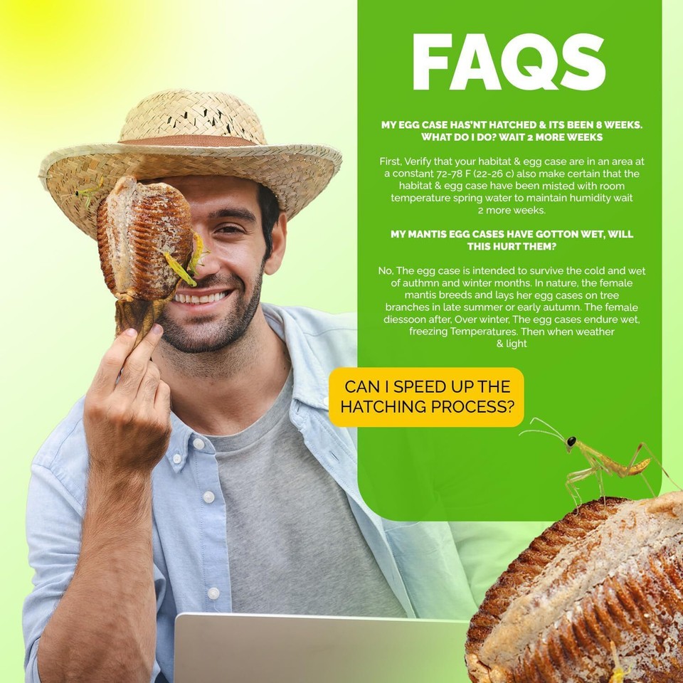 Carolina Praying Mantis Egg Case Ootheca Natural Pest Control Pack Of 5 ...