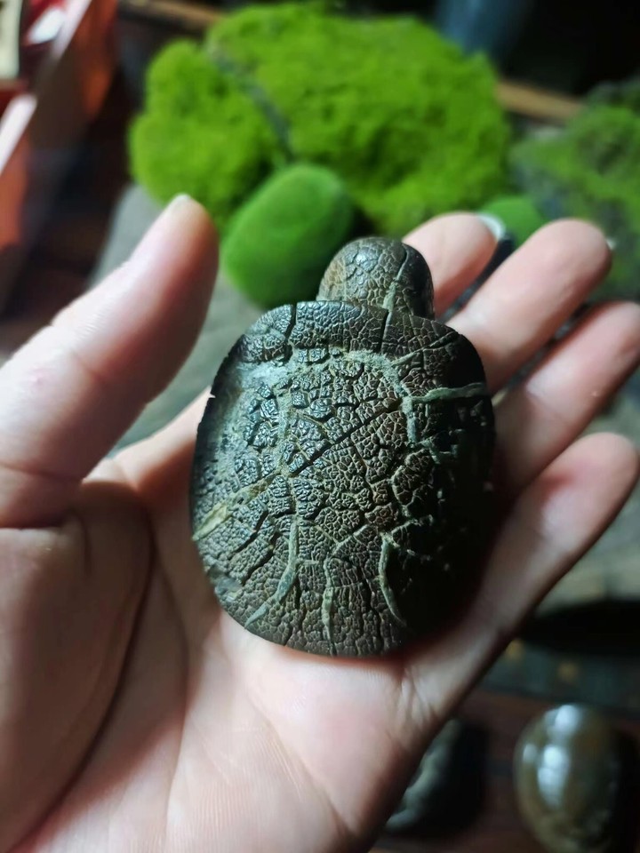 China Natural stone "tortoise back pattern" stone Moire stone 071501 | eBay