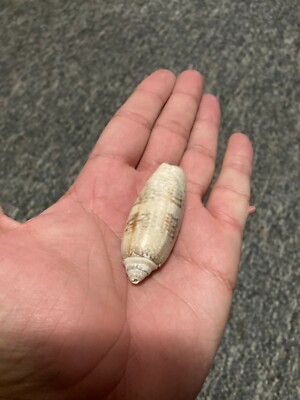 2" Olive Shell! Multi Colored. Very Nice Olive Sea Shell | eBay