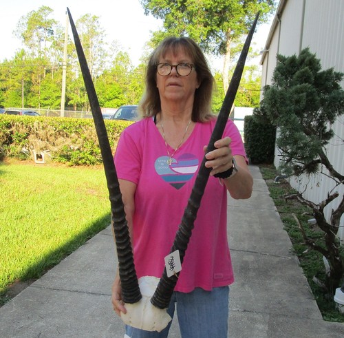 Real South African Gemsbok/Oryx Skull Plate w/31-32" horns taxidermy ...