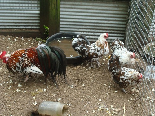 12 Japanese OHIKI BANTAM HATCHING EGGS | eBay