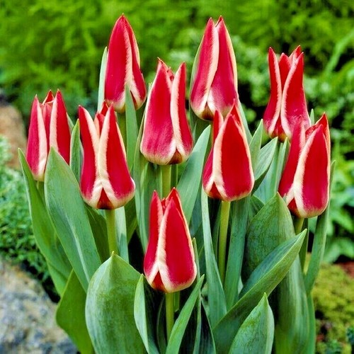 10 x DWARF Tulips - PINOCCHIO - Spring Flowering Miniature Garden Plant ...